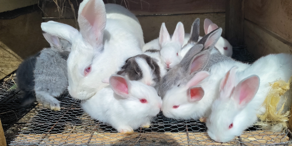 Rabbit Keeping Project: Self Sustaining Halfway House | Crowdfunding ...