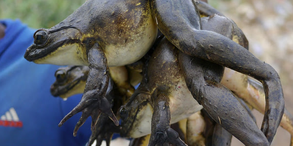 Give to Save World’s Largest Frog from Extinction | Crowdfunding with ...
